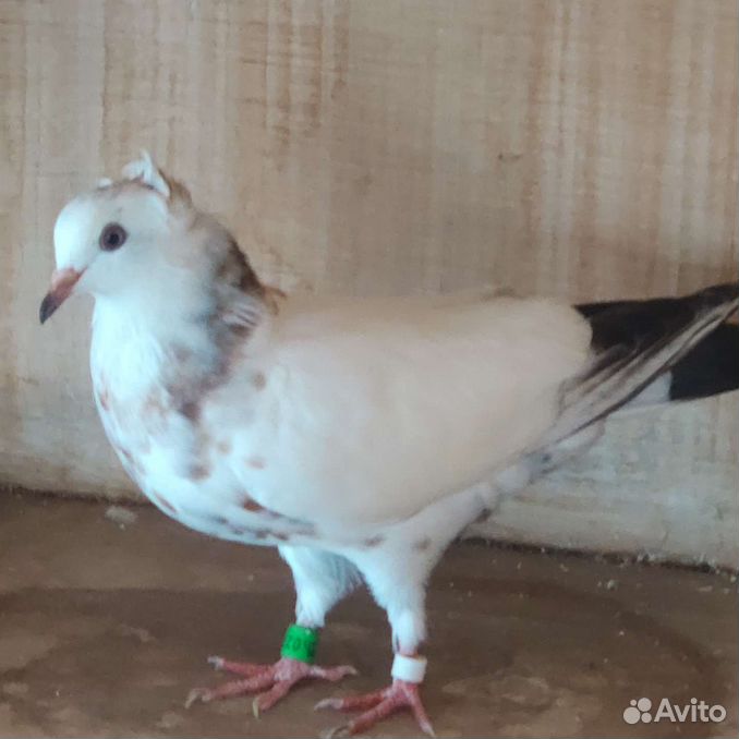 Голубь бойный редкий чиль старопородный