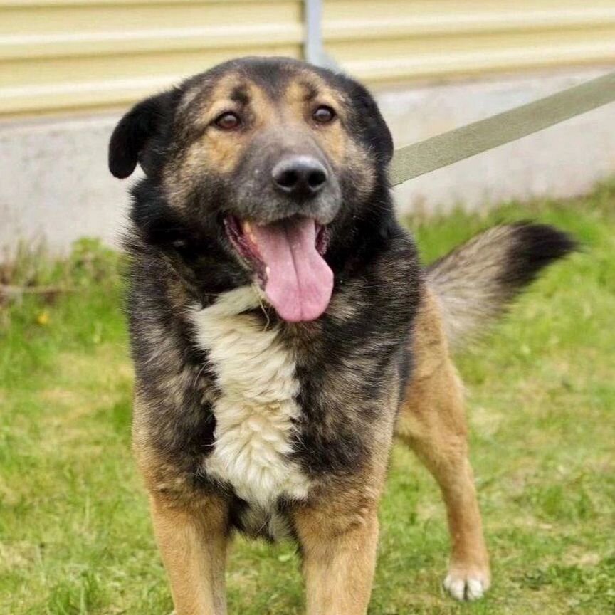 Большой и добрый Амур для любящих людей