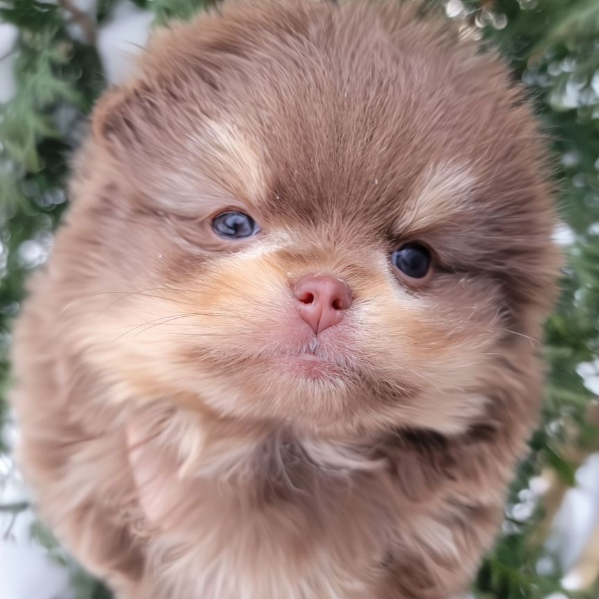 Померанский шпиц, щенок