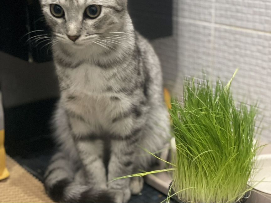 Британский кот