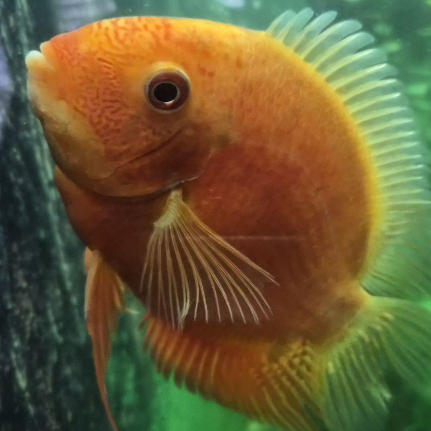 Северум красноточечный