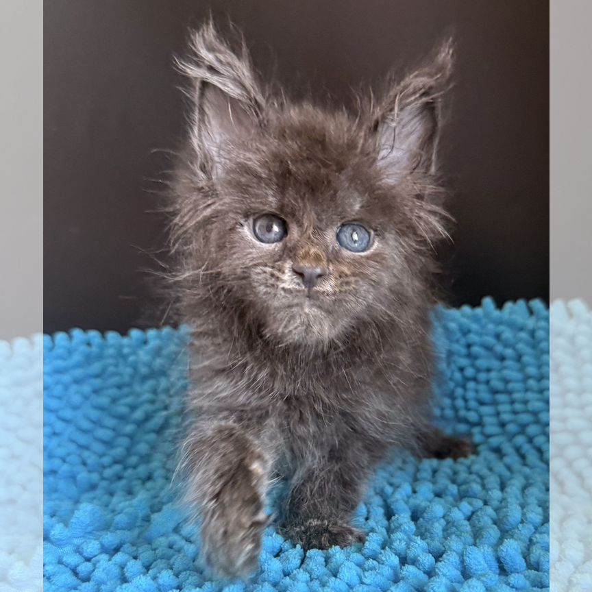 Мейн-кун котёнок