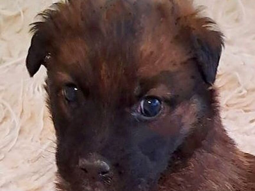 Щенок в добрые руки бесплатно