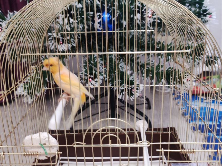 Кенар мальчик