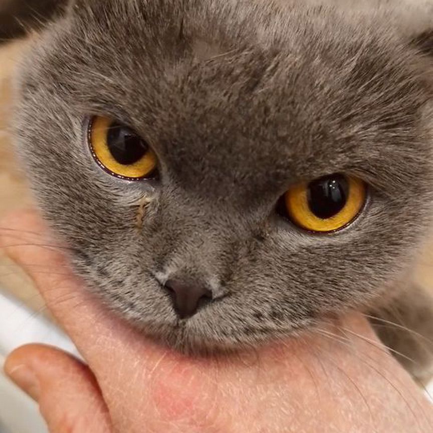 Найдена кошка, ищем дом