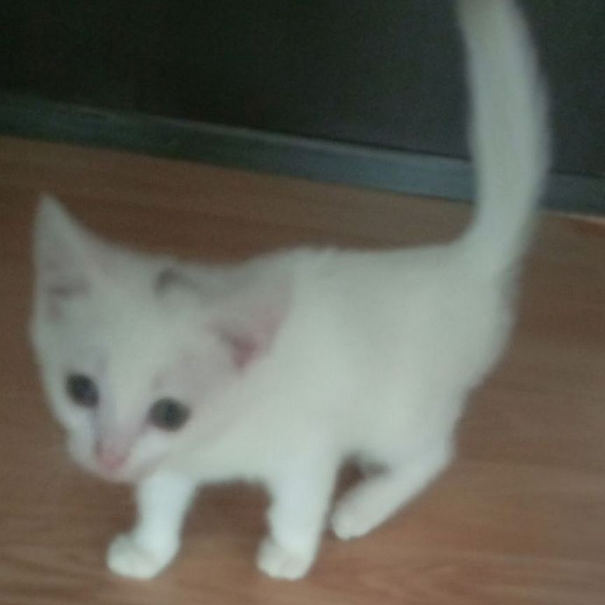 Русский голубой котёнок