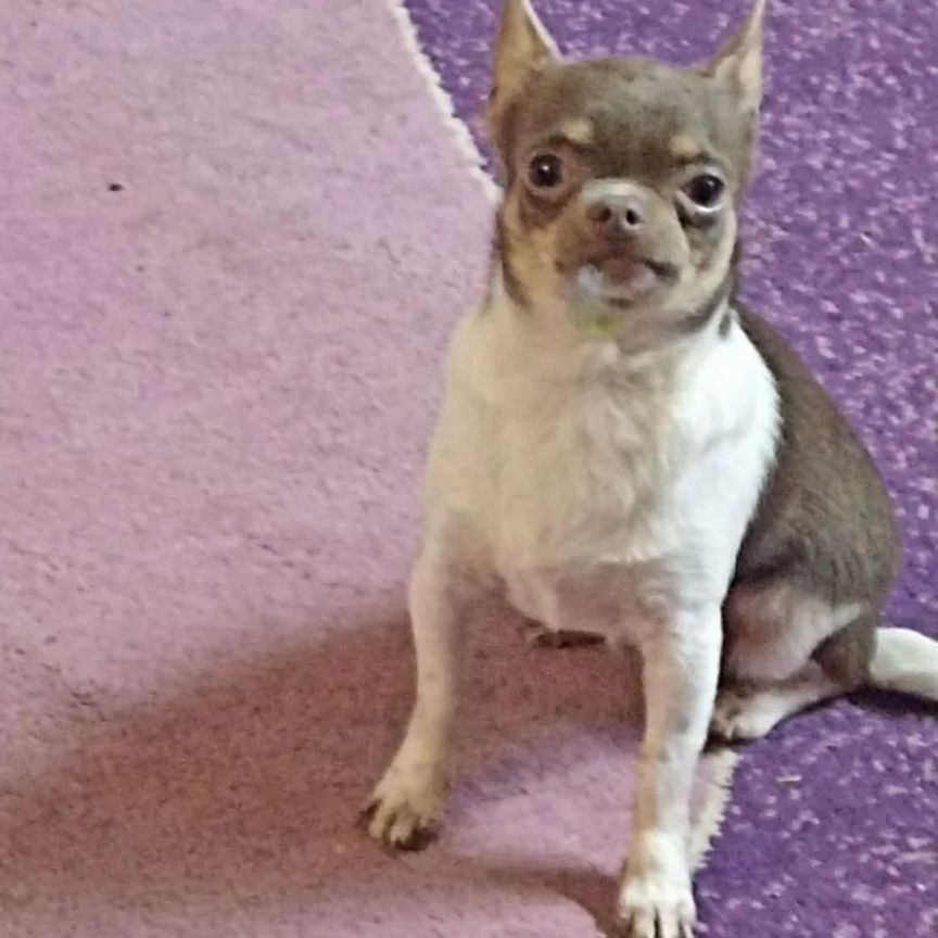 Чихуахуа, взрослая собака