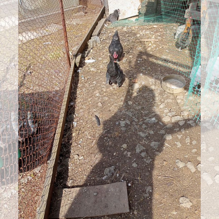 Молодые петухи