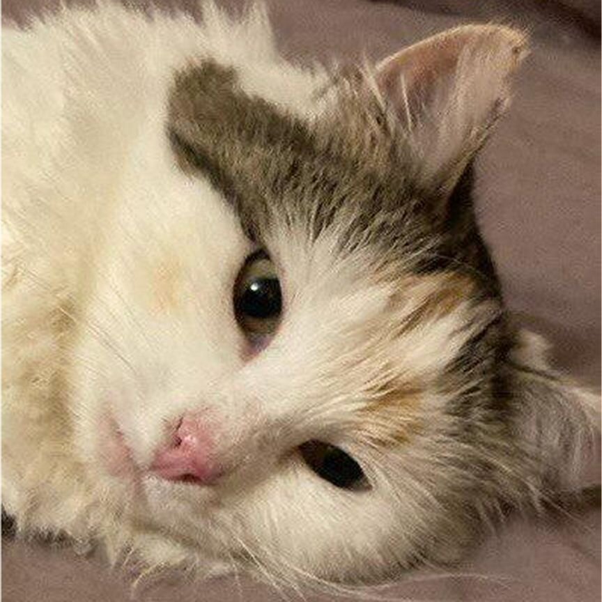 Кошка кот в добрые руки