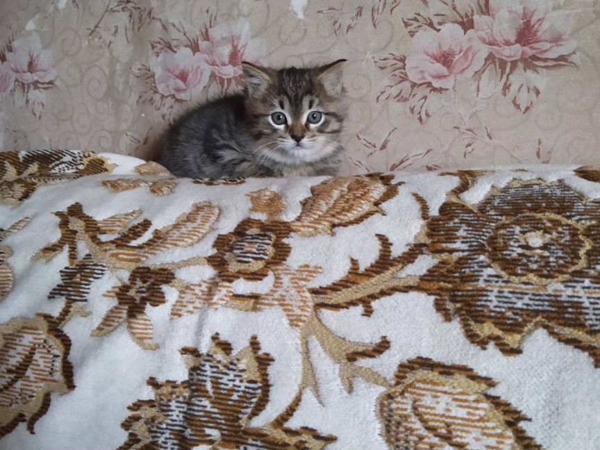 Кошка в дар бесплатно