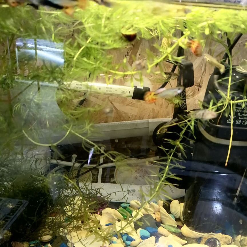 Аквариумные рыбки гуппи