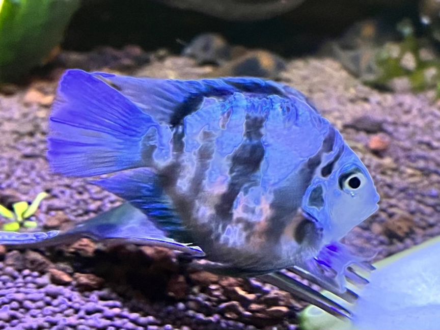 Аквариумные рыбки бесплатно