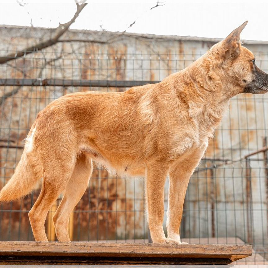 Взрослая собака в добрые руки