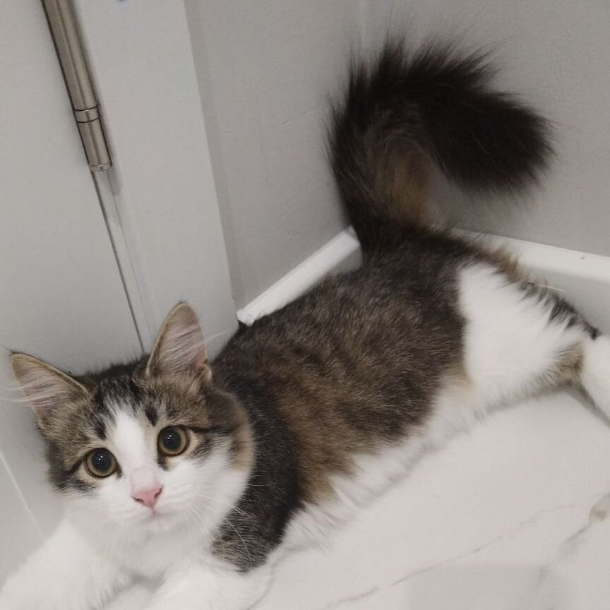 Котёнок в добрые руки