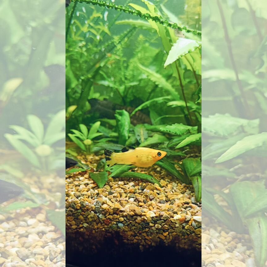 Моллинезия