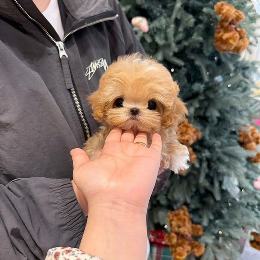 Микро мальчик мальтипу из Кореи