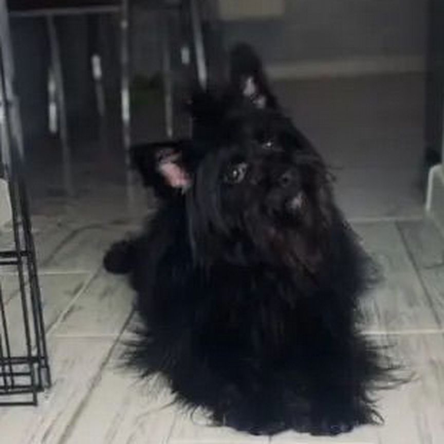 Скайтерьер, щенок