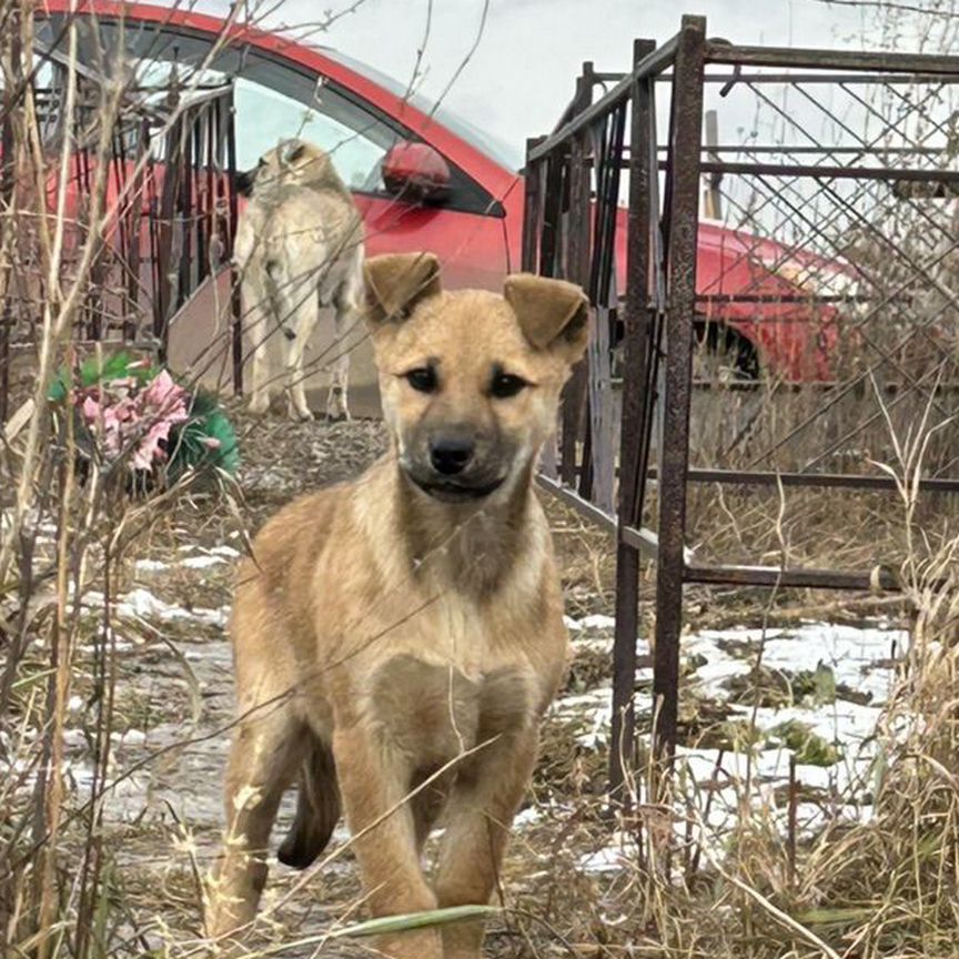 Щенок в добрые руки