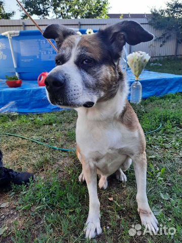 Собака Дик ищет семью