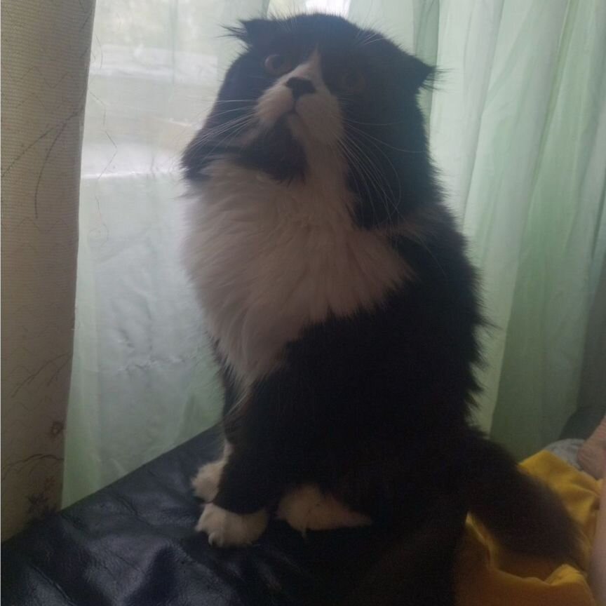 Кошечка хайленд фолд