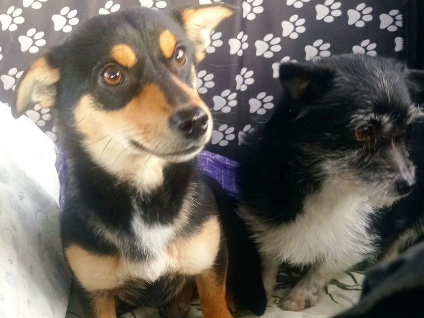 Маленькие собачки в Добрые ручкиЖелательно,в одни