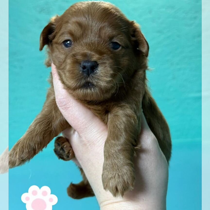 Мальтипу, щенок