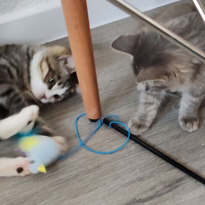 Котята в добрые руки приучены к лотку