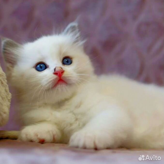 Рэгдолл котята девочка биколор