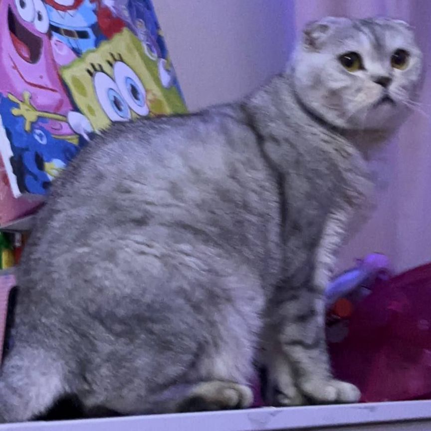 Шантильи-Тиффани, взрослый кот