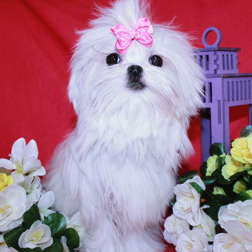 Мальтийская болонка, щенок