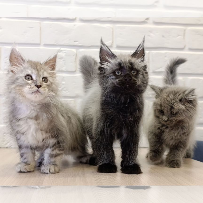 Мейн-кун котёнок