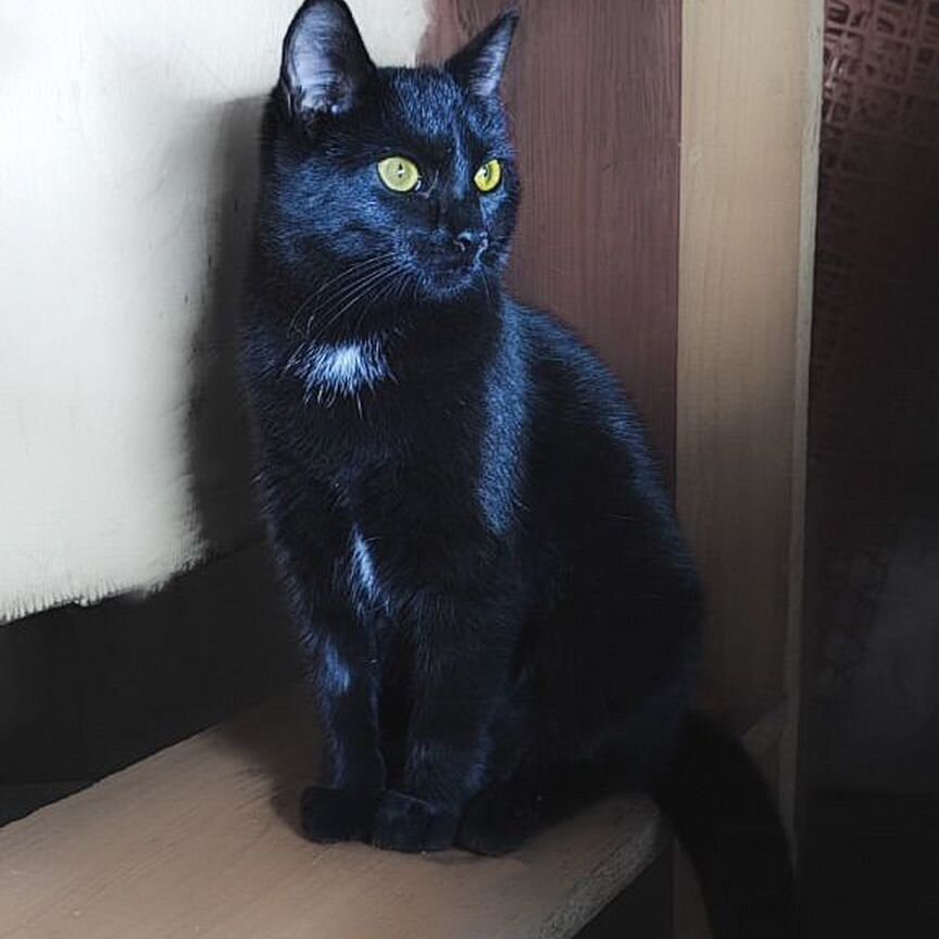 Кошечка ищет дом