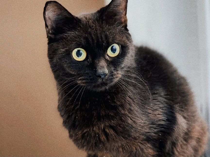 Кошка