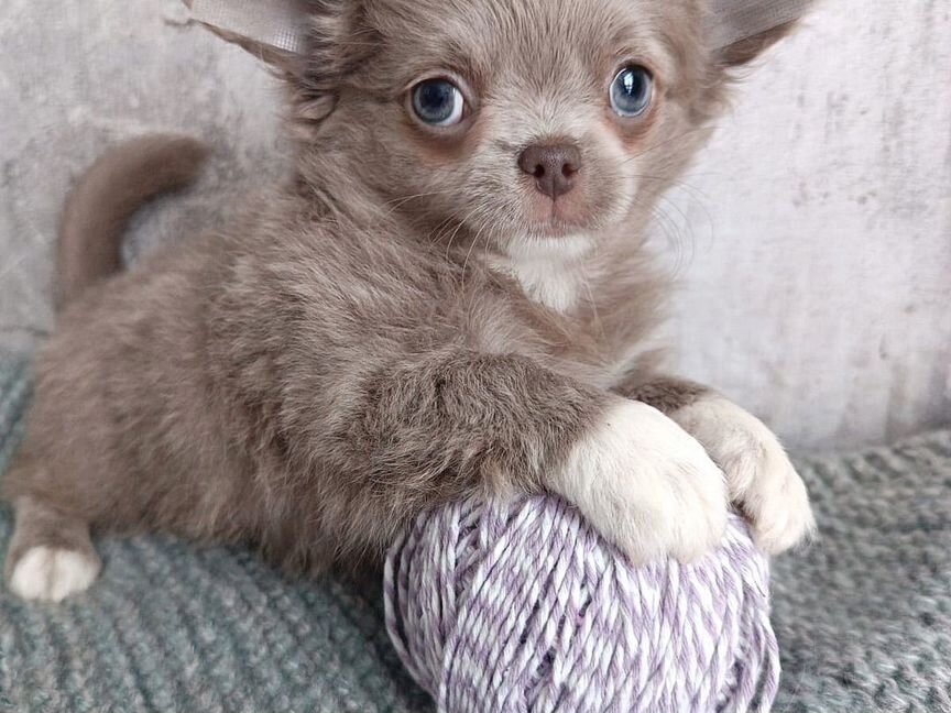 Лиловый амурчик