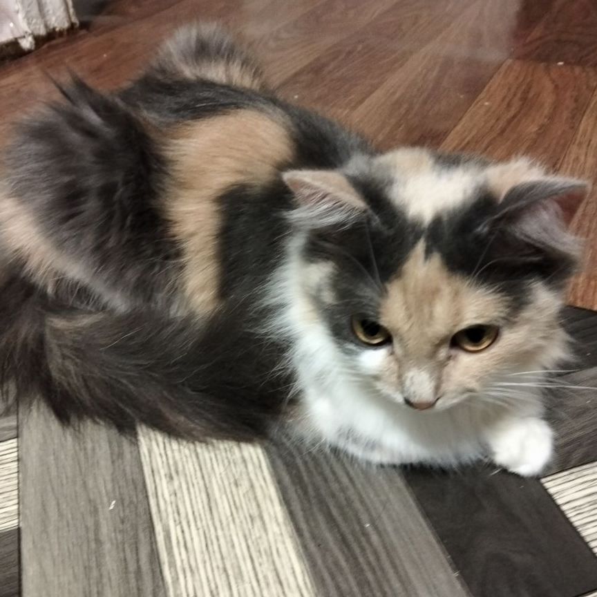 Персидская кошка, взрослая