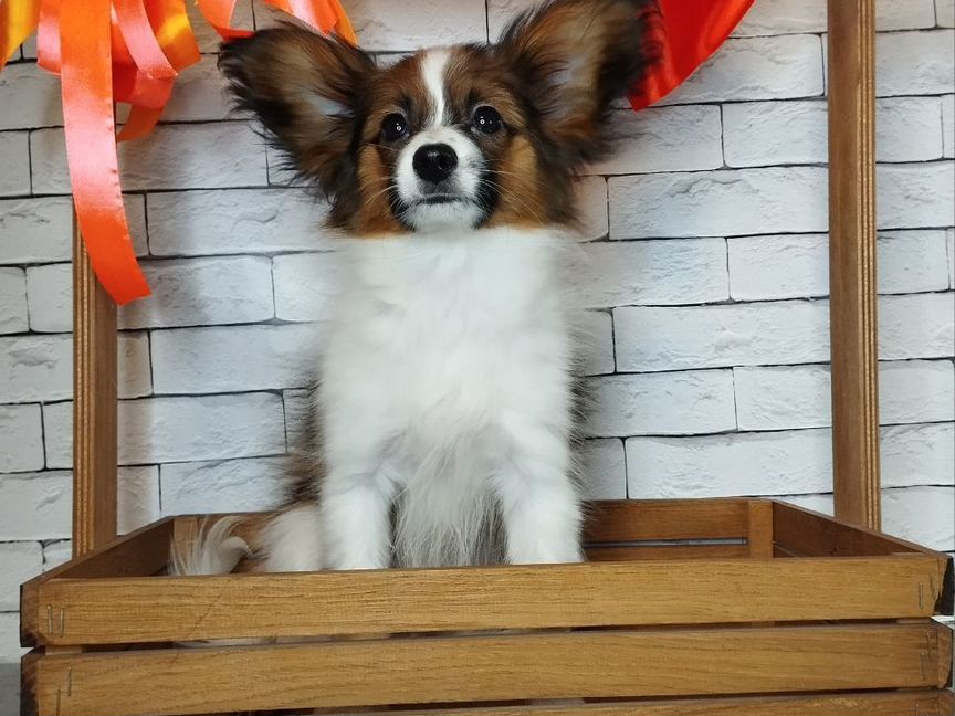 Щенки папийона