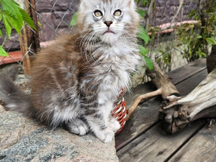 Котята мейн-кун