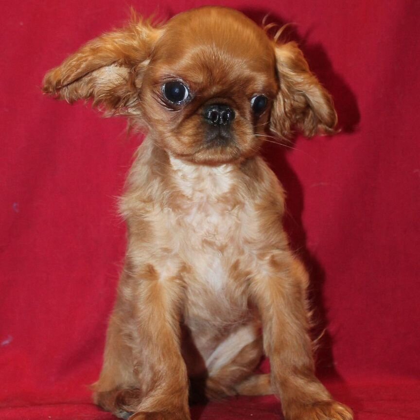 Кинг чарльз спаниель