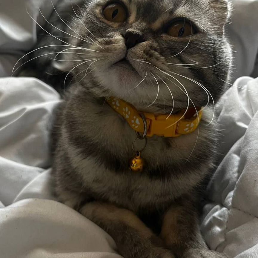 Шотландская вислоухая кошка