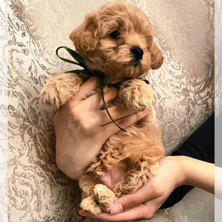 Мальтипу, щенок