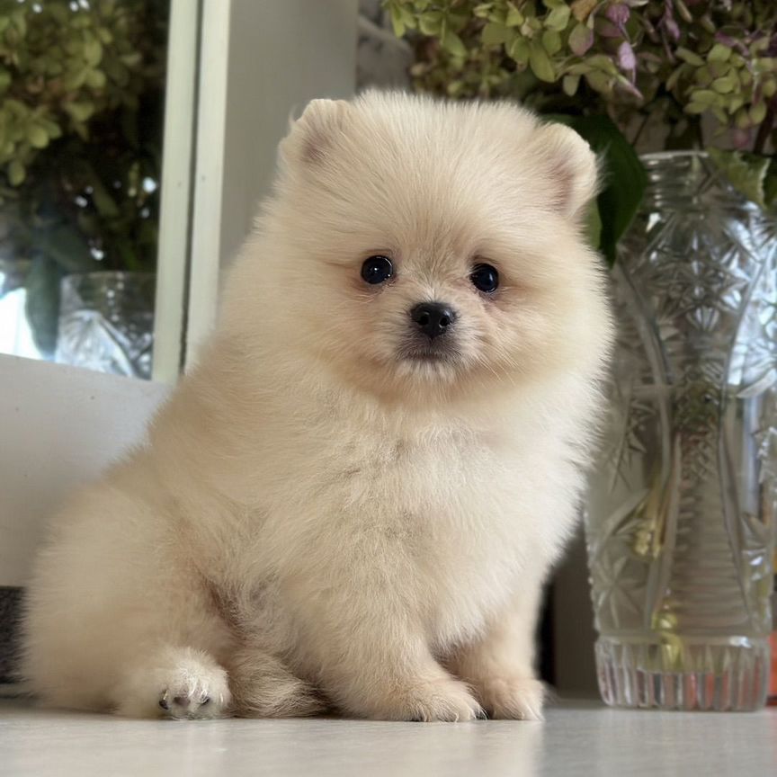 Померанский шпиц мини