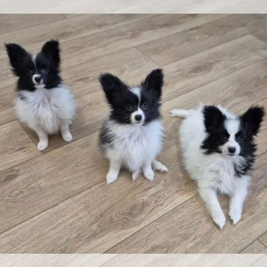 Континентальный той-спаниель папильон, щенок