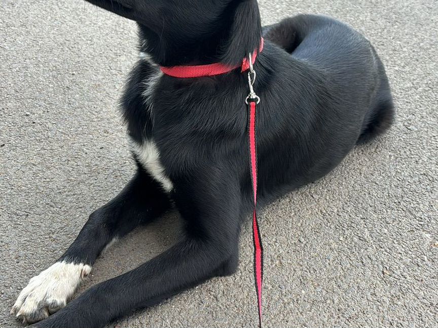 Собака в добрые руки