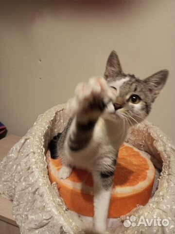 Котенок девочка 6 мес
