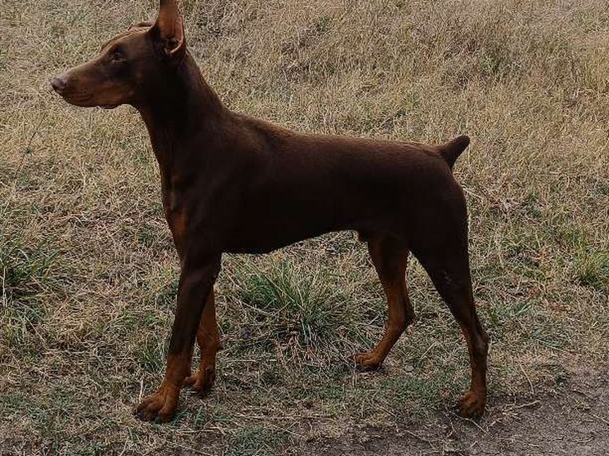 Доберман на случку