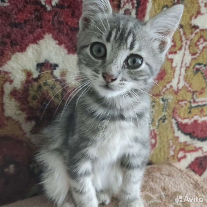 Прекрасный котик-малыш в заботливую семью)