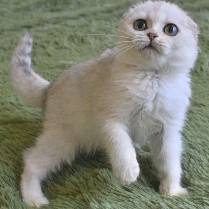 Шотландский вислоухий короткошёрстный котёнок