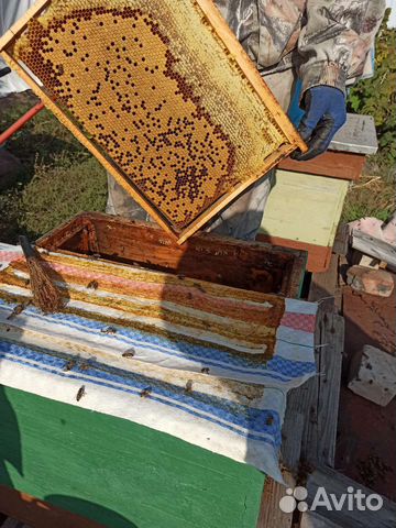 Пчелы карника