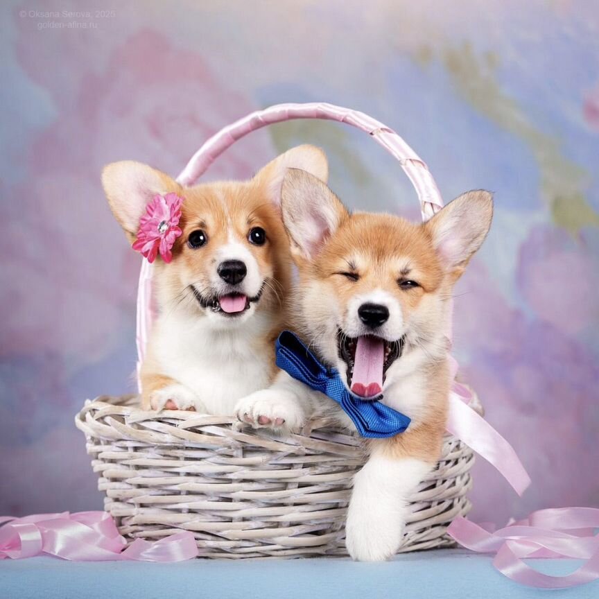 Перспективные щенки корги