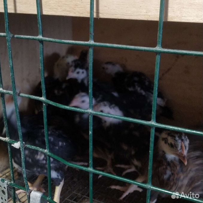 Цыплята корниш